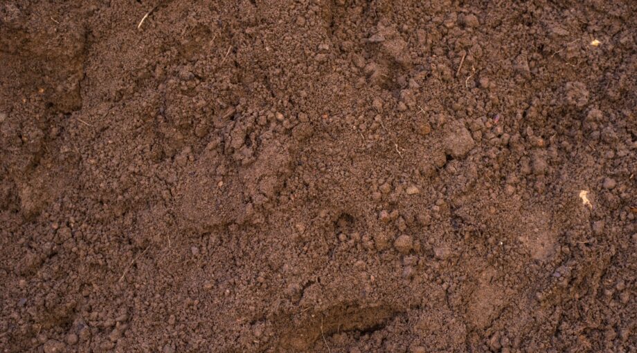 How to Plant, Grow, and Care for Ruby Buckwheat
