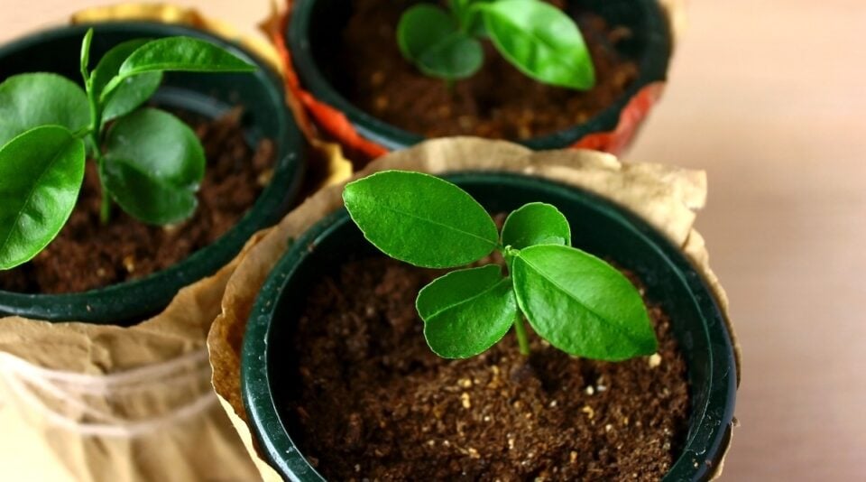 How to Plant, Grow, and Care for Indoor Orange Trees - Epic Gardening