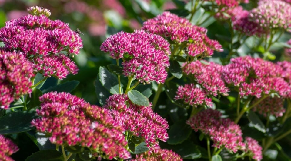 25 Beautiful Plants for A Firewise Landscape