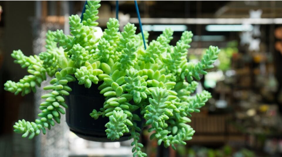 21 Best Trailing Plants for Pots and Containers