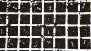 How to Plant, Grow, and Care For Gerbera Daisies