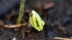 How to Plant, Grow, and Care for Roselle