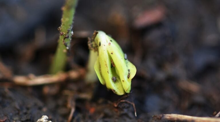 How to Plant, Grow, and Care for Roselle