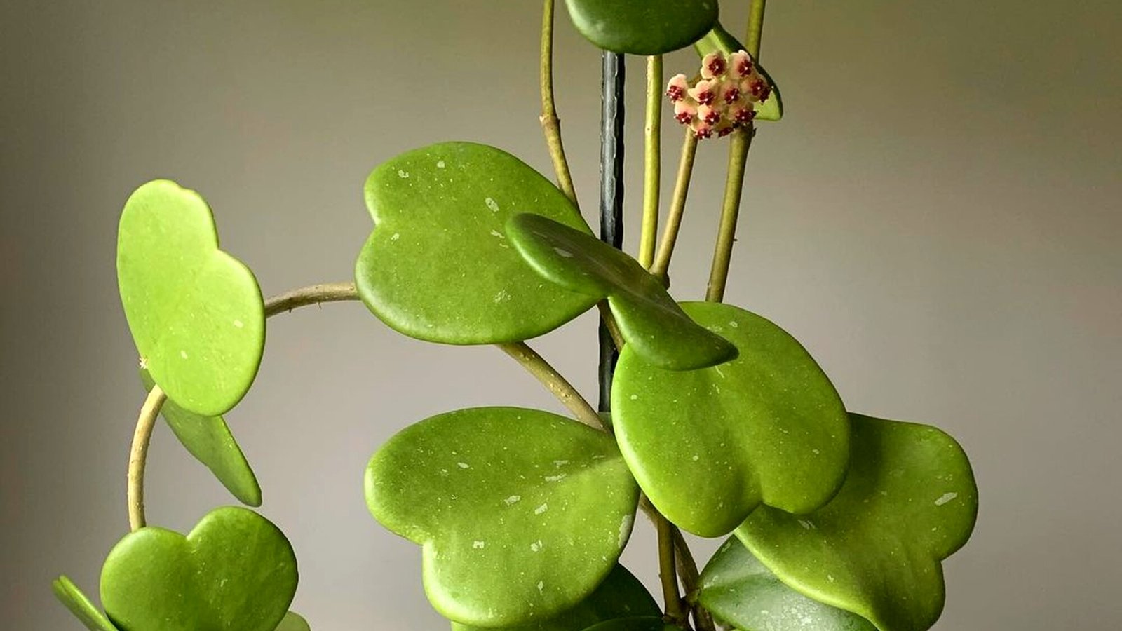 How to Plant, Grow, and Care for Hoya Kerrii
