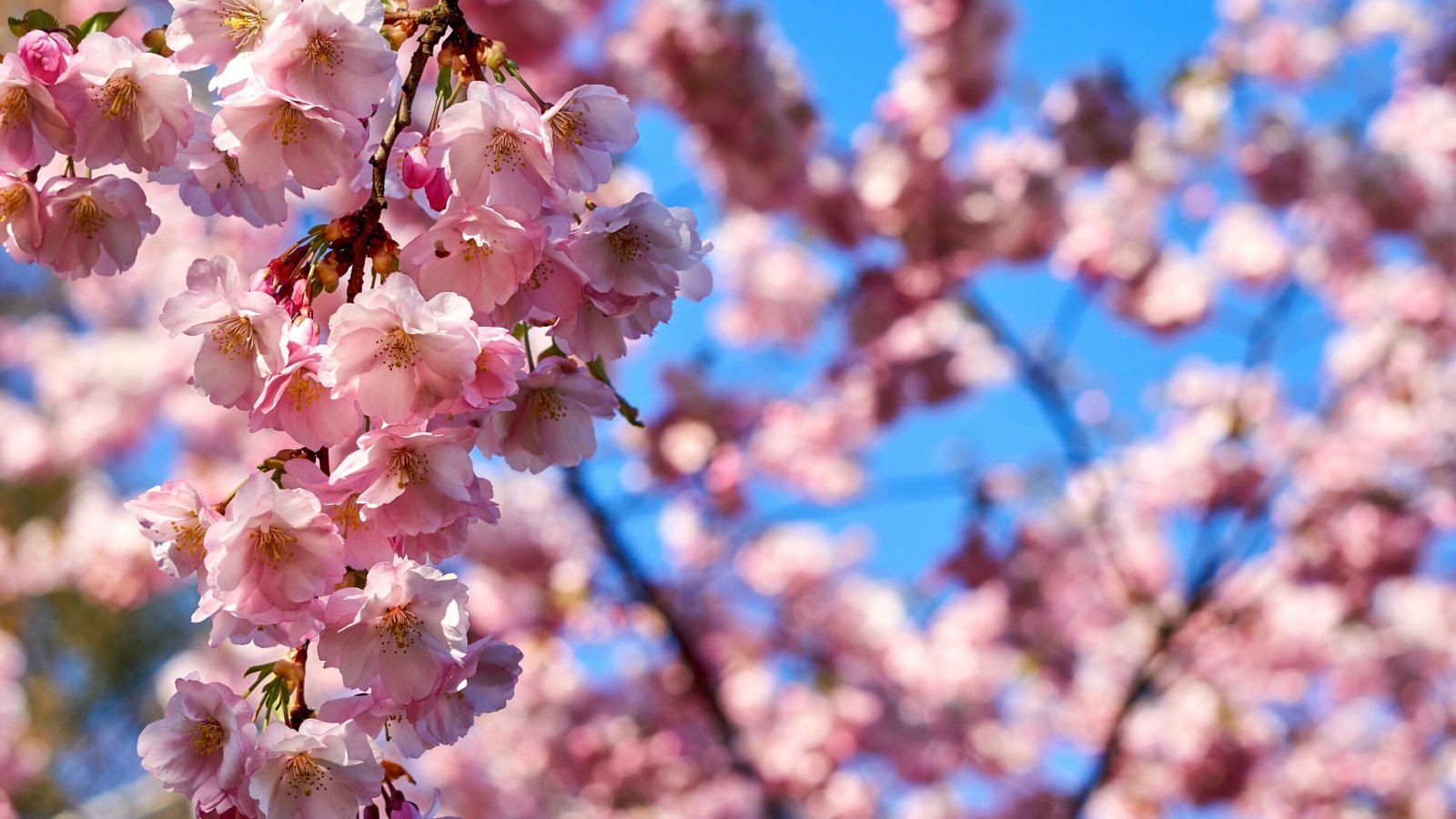 27 Spectacular Spring-Blooming Trees