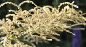 How to Plant, Grow, and Care for Goatsbeard