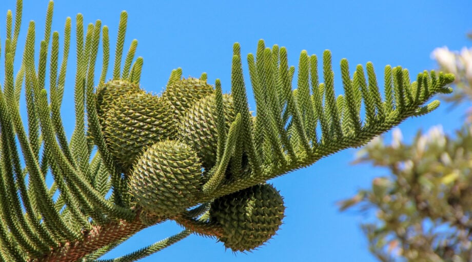 How to Plant, Grow, and Care for Norfolk Pine