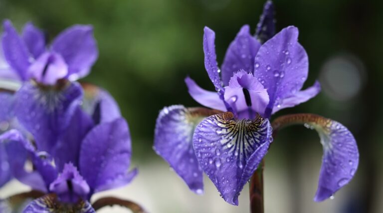 How to Plant, Grow, and Care for Siberian Iris Flowers