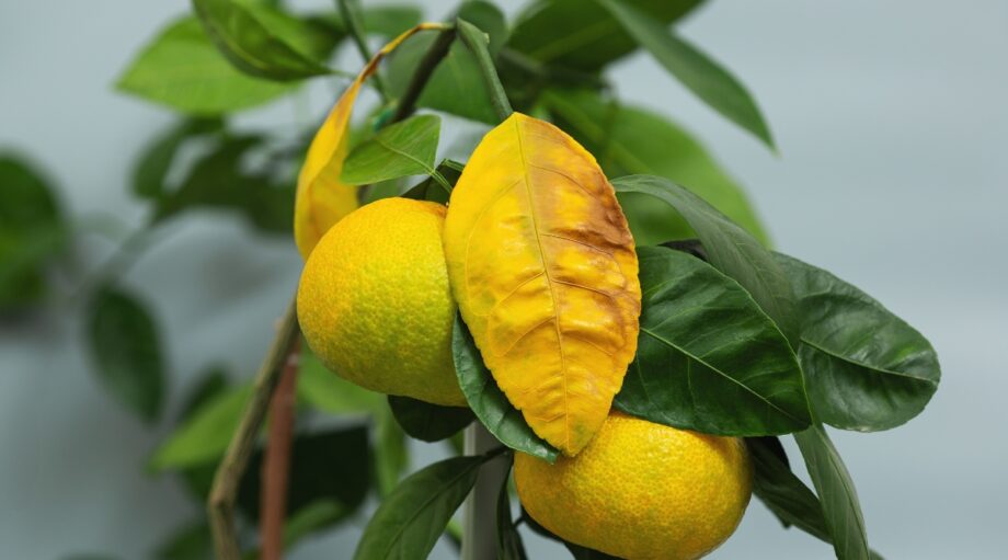 How to Plant, Grow, and Care for Indoor Orange Trees - Epic Gardening