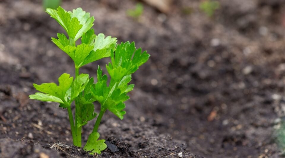 How to Plant, Grow, and Care for Celeriac