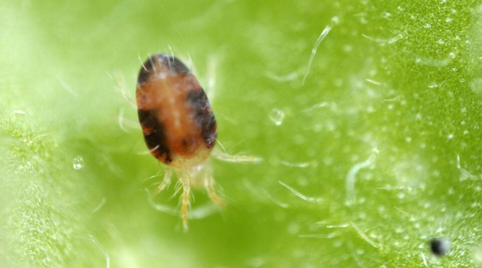 8 Common Houseplant Pests and How to Remove Them