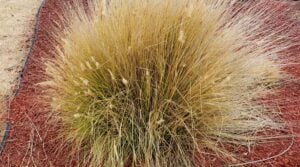 How to Plant, Grow, and Care for Prairie Dropseed