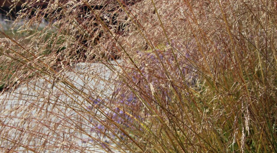 How to Plant, Grow, and Care for Prairie Dropseed