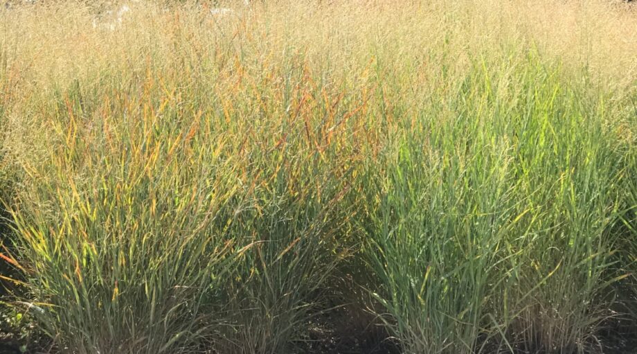 How to Plant, Grow, and Care for Prairie Dropseed