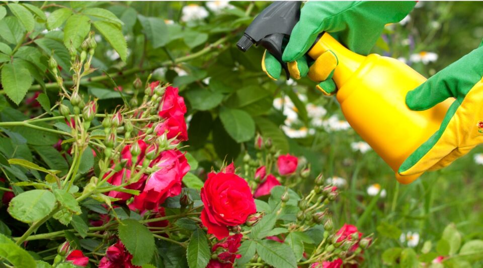 How to Start a Productive and Beautiful Cut Flower Garden