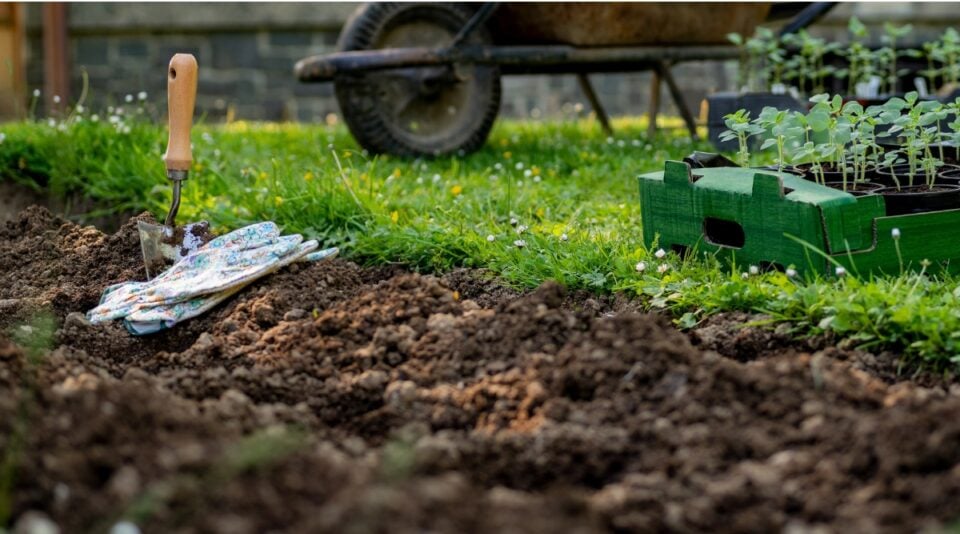 How to Start a Productive and Beautiful Cut Flower Garden