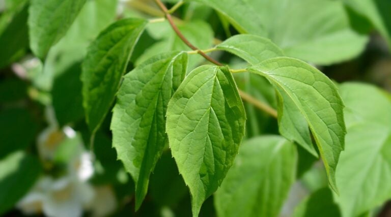 How to Plant, Grow, and Care for Mock Orange