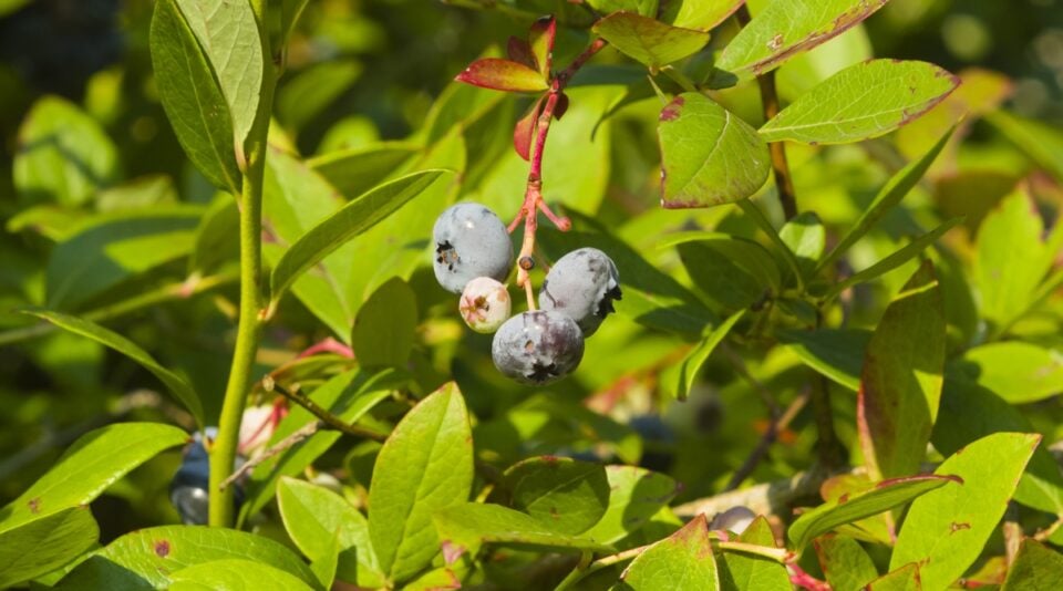 27 Different Types of Blueberries For Your Garden
