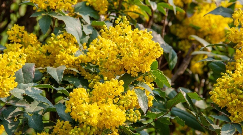 How to Plant, Grow, and Care for Oregon Grape