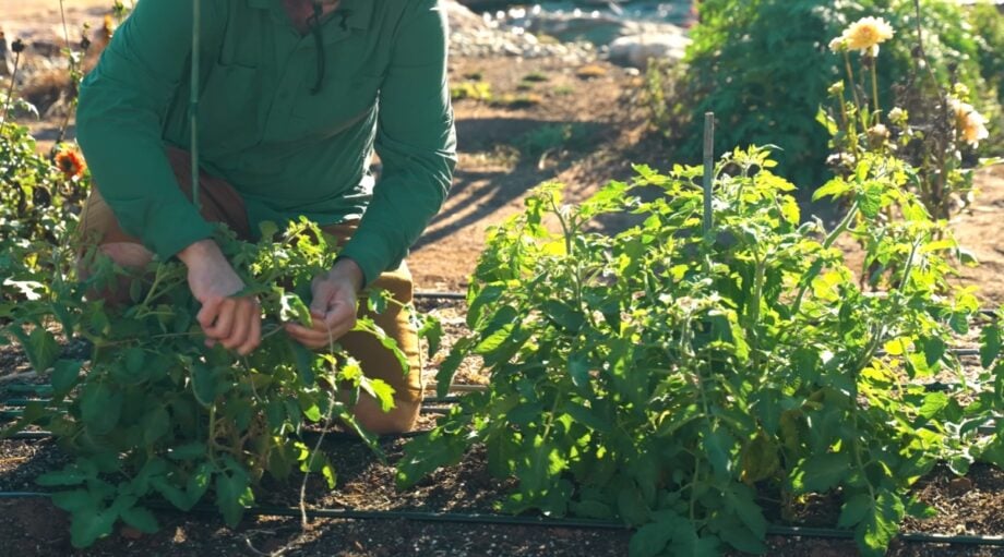 Does Burying Food Scraps Produce Results in the Garden?