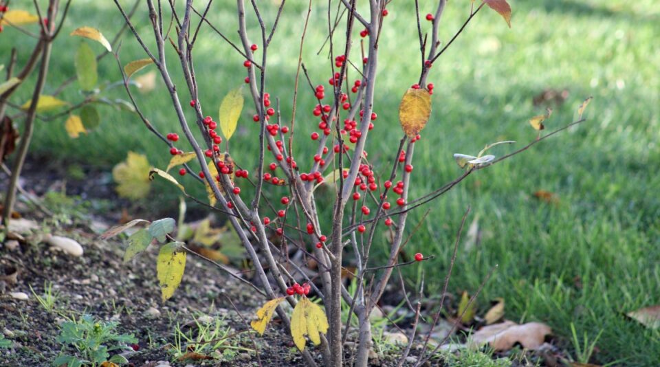 How to Plant, Grow, and Care for Winterberry Holly