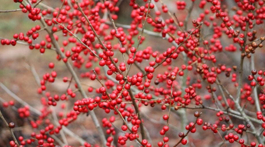 How to Plant, Grow, and Care for Winterberry Holly