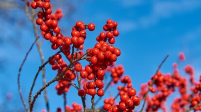 How to Plant, Grow, and Care for Winterberry Holly