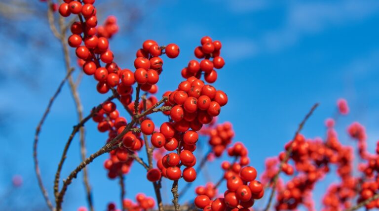 How to Plant, Grow, and Care for Winterberry Holly
