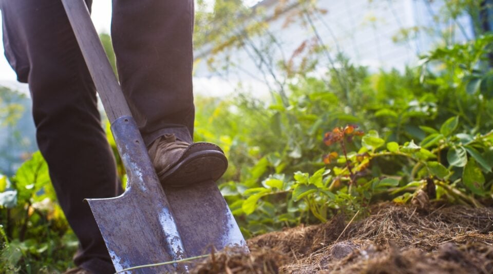 Soil Microbes and Health: Natural Gardening Anti-depressants