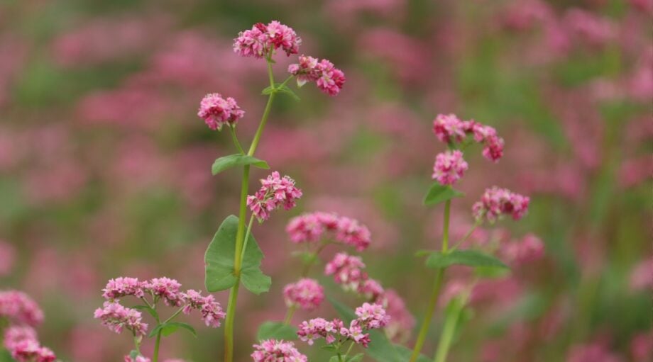 How to Plant, Grow, and Care for Ruby Buckwheat