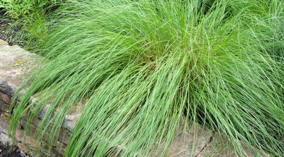 How to Plant, Grow, and Care for Prairie Dropseed