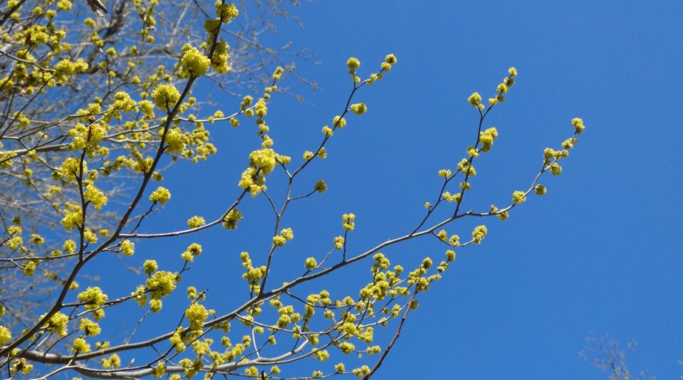 How to Plant, Grow, and Care for Spicebush