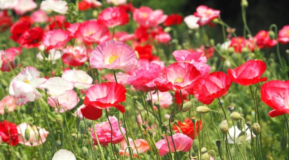 How to Plant, Grow, and Care for Poppies