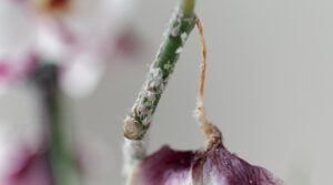 8 Orchid Pests: How to Treat Bugs on Orchids