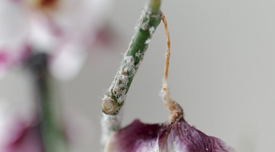 8 Orchid Pests: How to Treat Bugs on Orchids