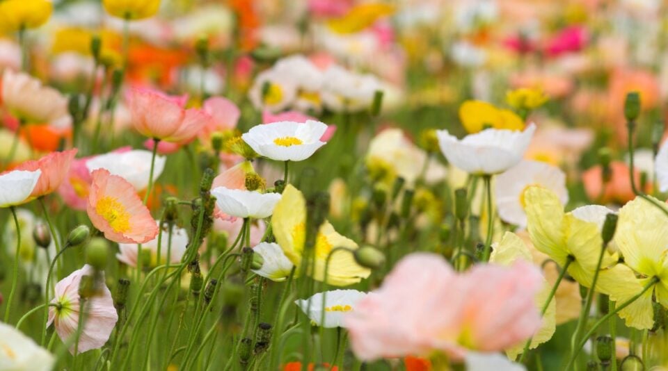 How to Plant, Grow, and Care for Poppies