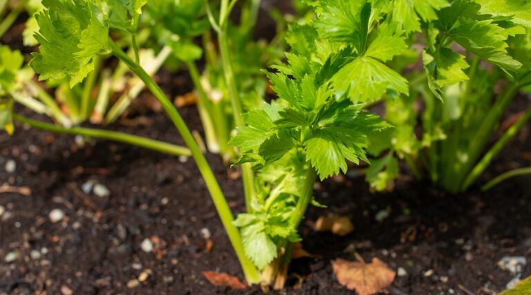 39 Delicious Winter Vegetables You Can Grow Indoors