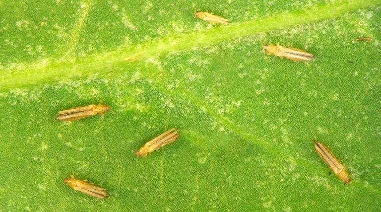 8 Orchid Pests: How to Treat Bugs on Orchids