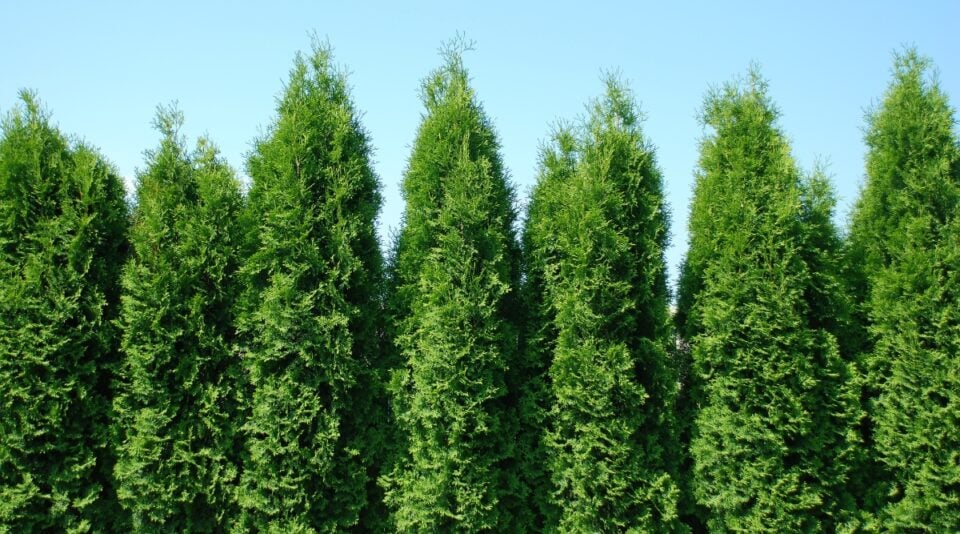 25 Best Evergreen Trees for Year-round Privacy