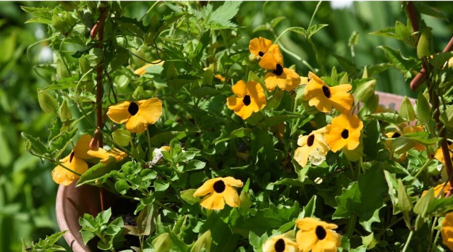 21 Best Trailing Plants for Pots and Containers