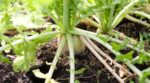 Cover Crop Benefits: How Cover Cropping Works