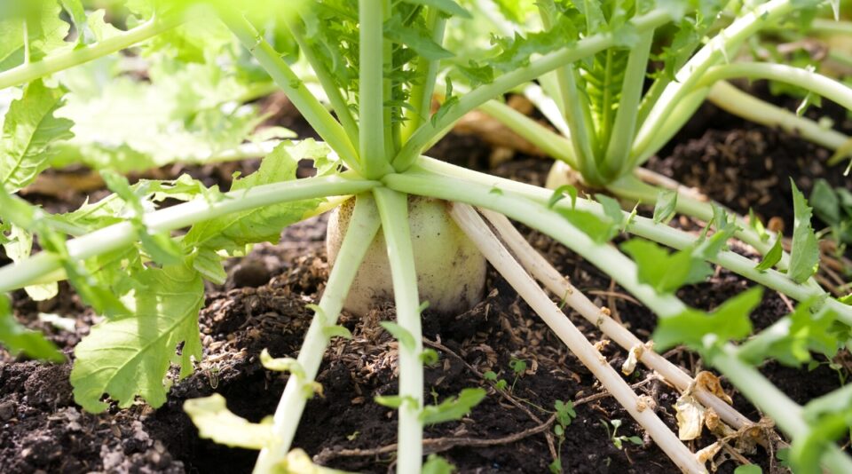 Cover Crop Benefits: How Cover Cropping Works