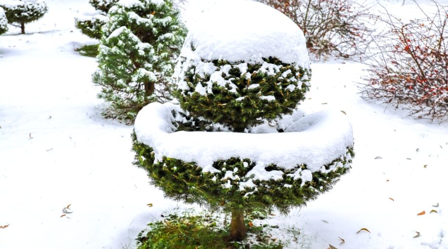 Winter Garden Ideas: 25 Tips for a Stunning Wintertime Garden
