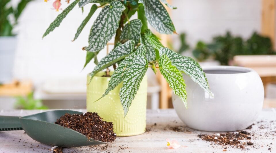 How to Plant, Grow, and Care for Angel Wing Begonias