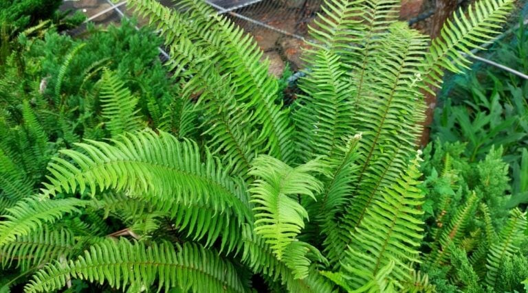 How to Plant, Grow, and Care For Sword Ferns