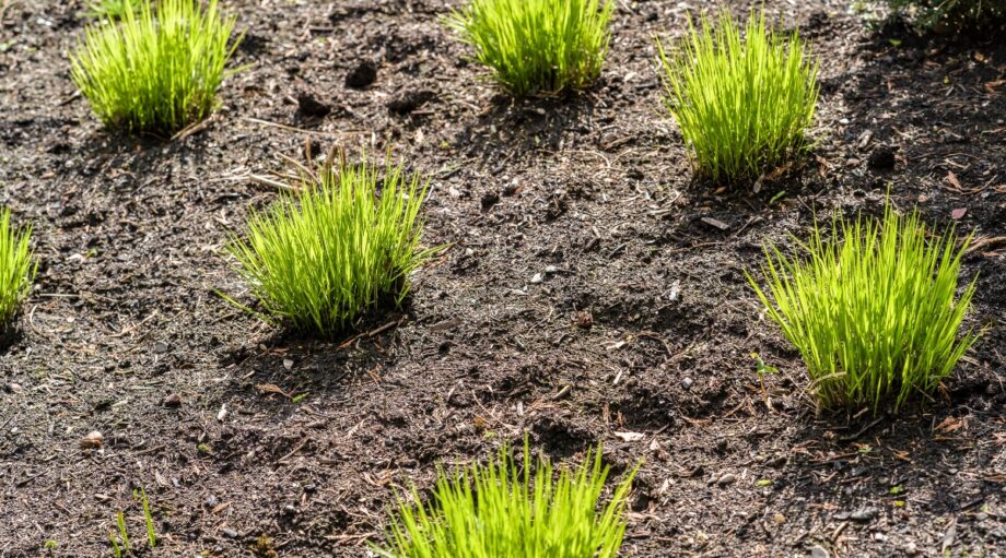 How to Plant, Grow, and Care for Japanese Forest Grass