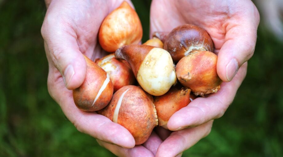 How to Grow Potted Bulbs Indoors