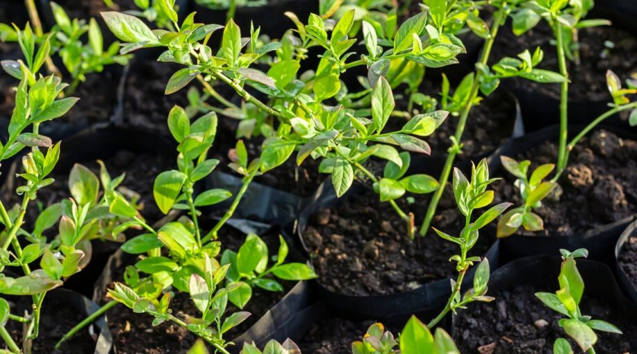 How to Plant, Grow, and Care for Oregon Grape