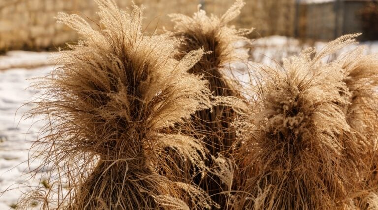How to Prune Ornamental Grass in 5 Easy Steps