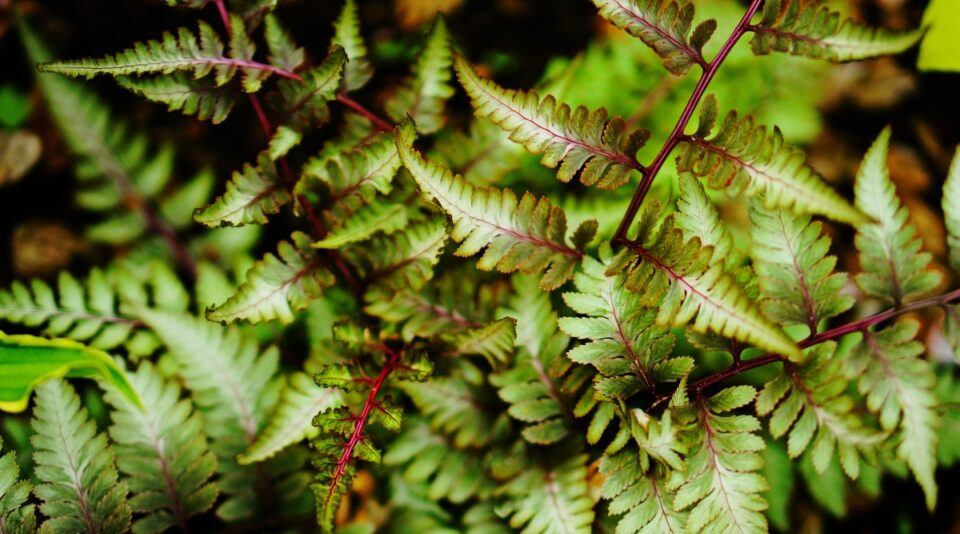 How to Plant, Grow, and Care For Japanese Painted Ferns